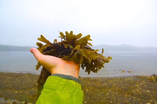 Essbare Algen - Superfood aus dem Meer - Über Kelp, Wakame, Nori
