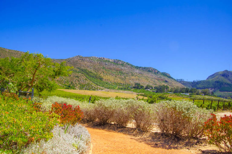 Steenberg Wine Estate Constantia Valley - Weine & Weintastings auf ...