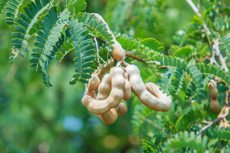 Die vielseitige Tamarinde: Geschichte, Verwendung und beliebte Rezepte